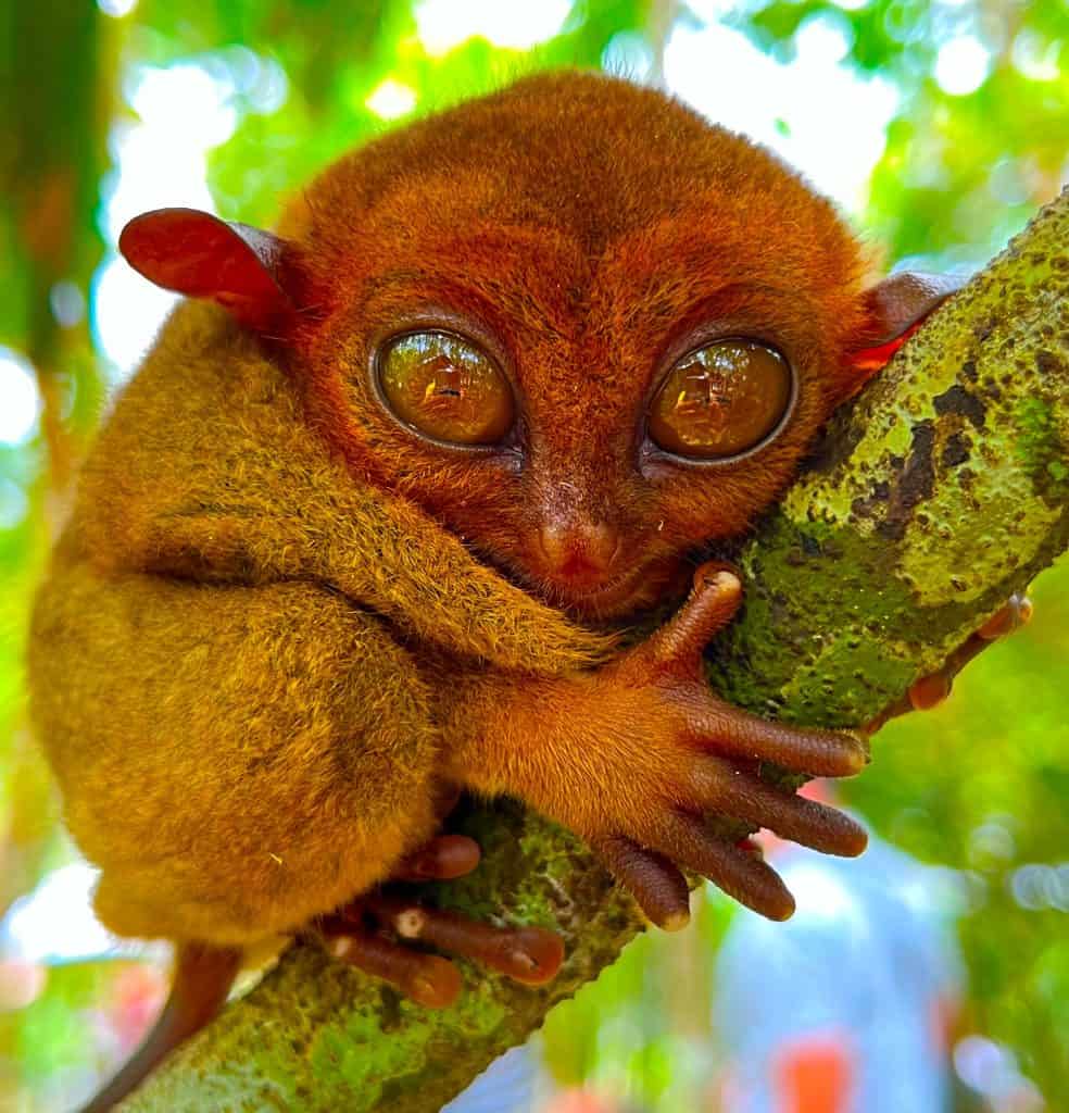 10 Best Unusual Animals Found in the Philippines - Pinay Wise