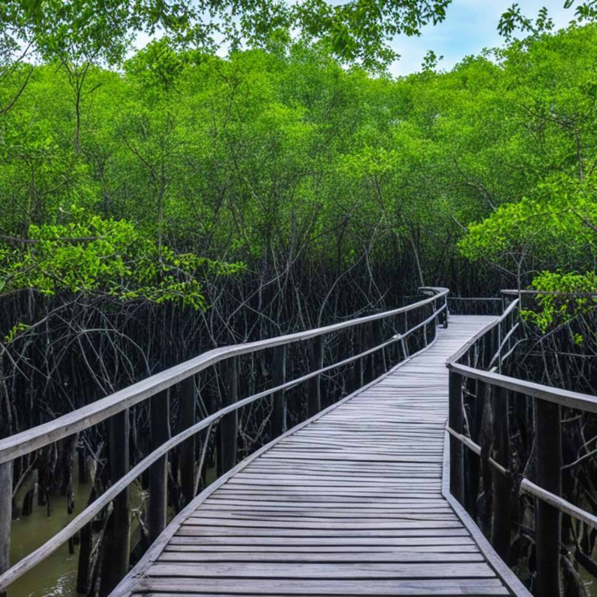 Explore Pawa Mangrove Nature Park, Masbate