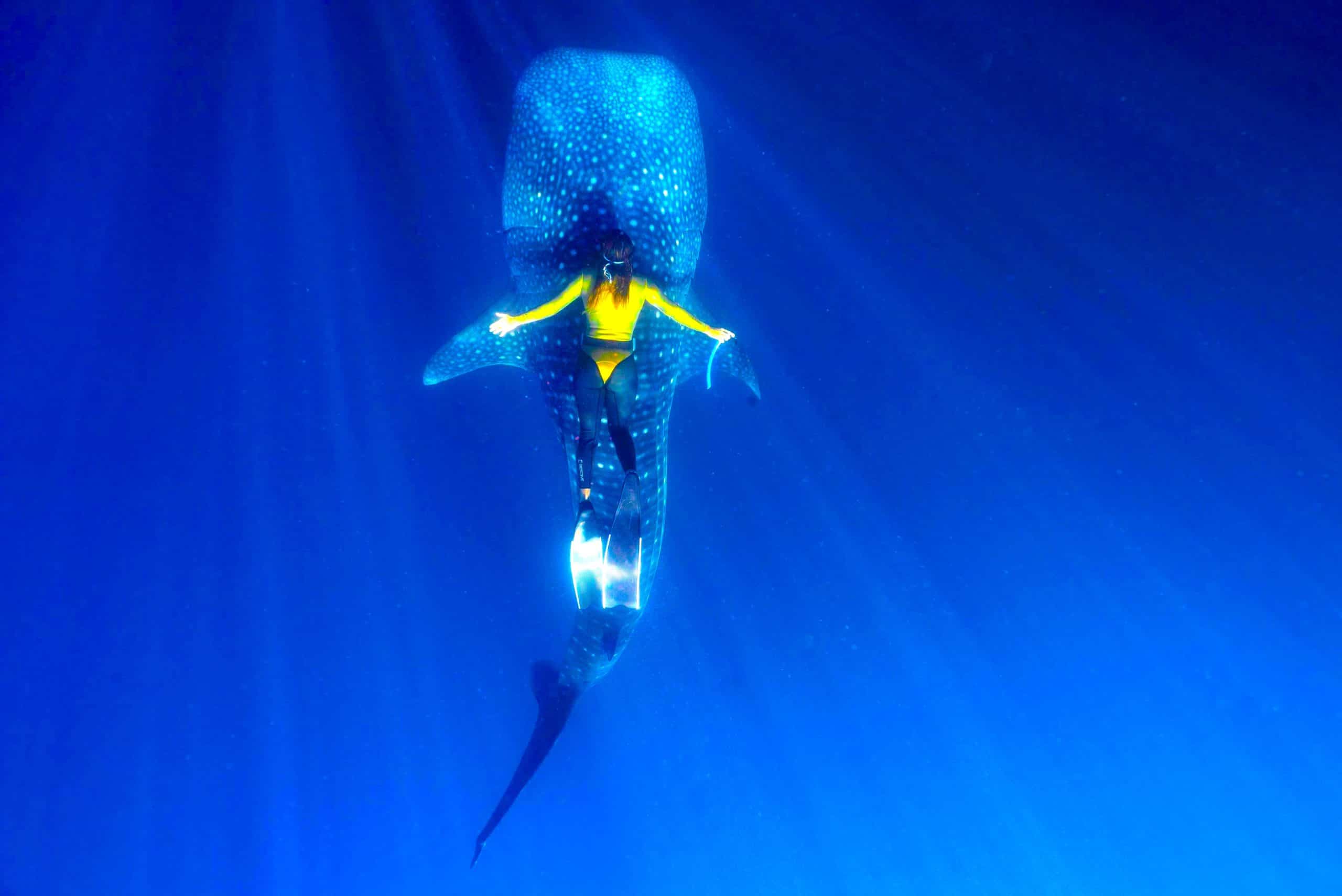 Swimming With Whale Sharks - Everything you need to know