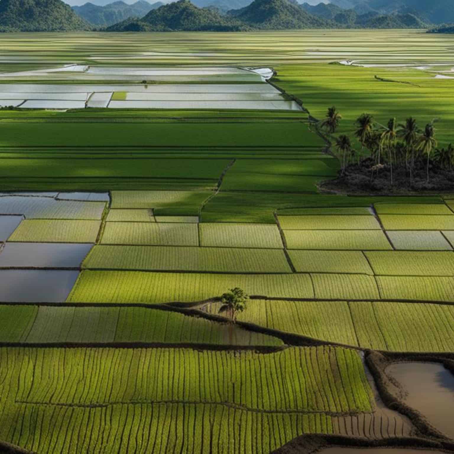 Rice Production in the Philippines: An Overview