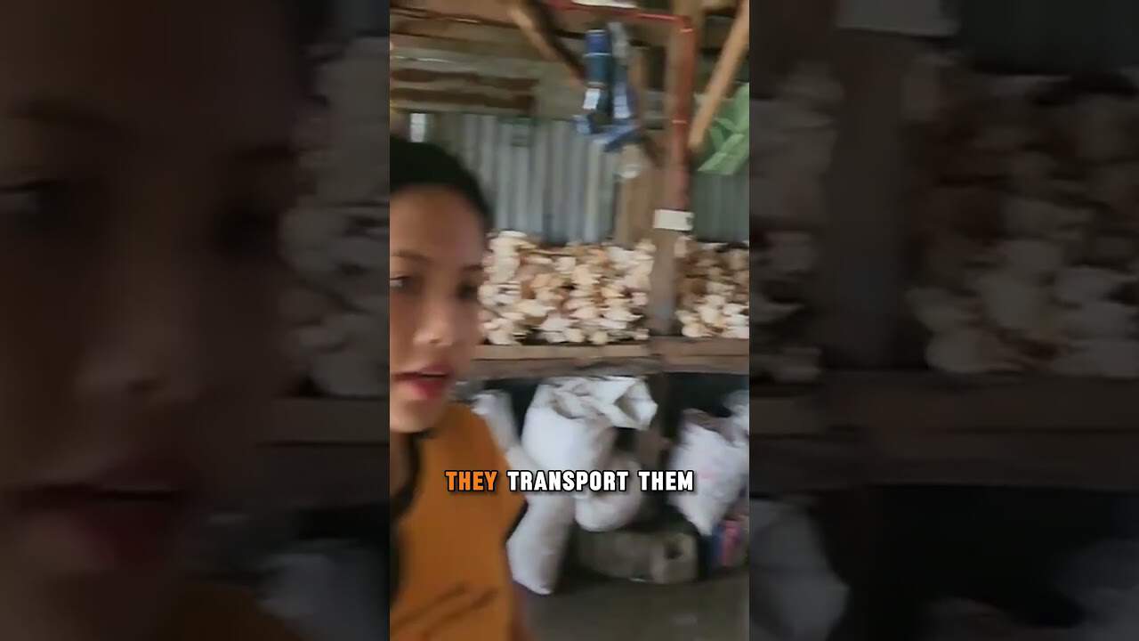 shell for export - Video - Pinay Wise